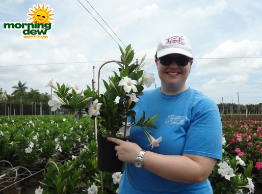 Flowering - Morning Dew Tropical Plants