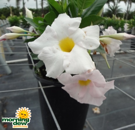 Flowering - Morning Dew Tropical Plants