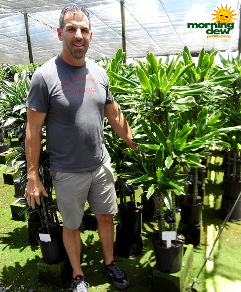 Dracaena - Morning Dew Tropical Plants