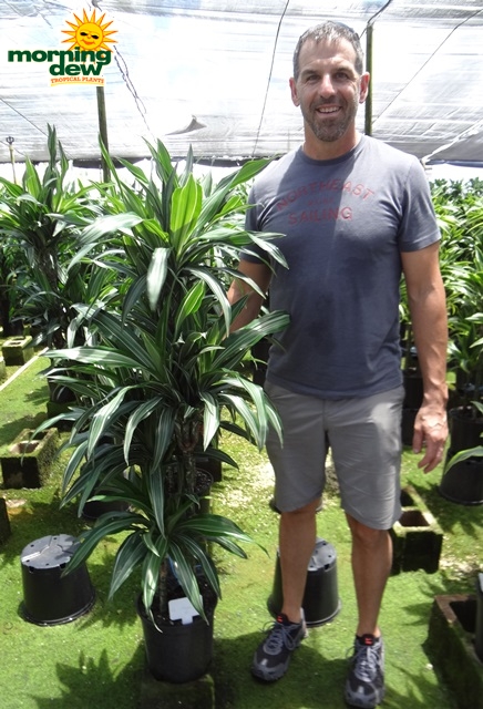 Dracaena - Morning Dew Tropical Plants