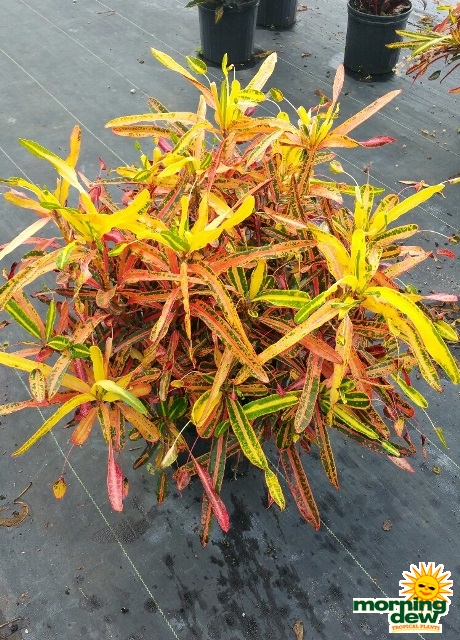 Croton - Morning Dew Tropical Plants