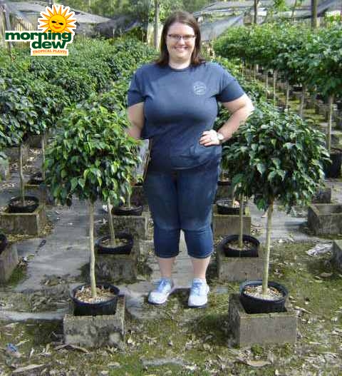 Ficus Neon 10 in – Morning Dew Tropical Plants