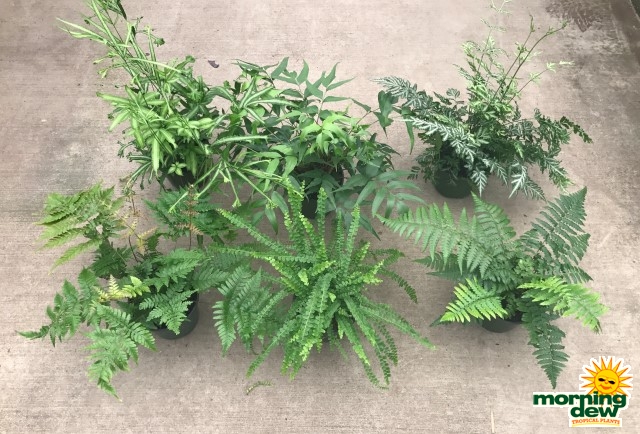 Plants - Morning Dew Tropical Plants