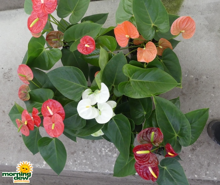 Flowering - Morning Dew Tropical Plants