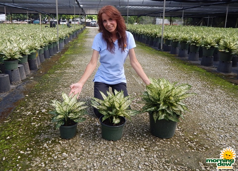 Aglaonema Spring Snow - Morning Dew Tropical Plants
