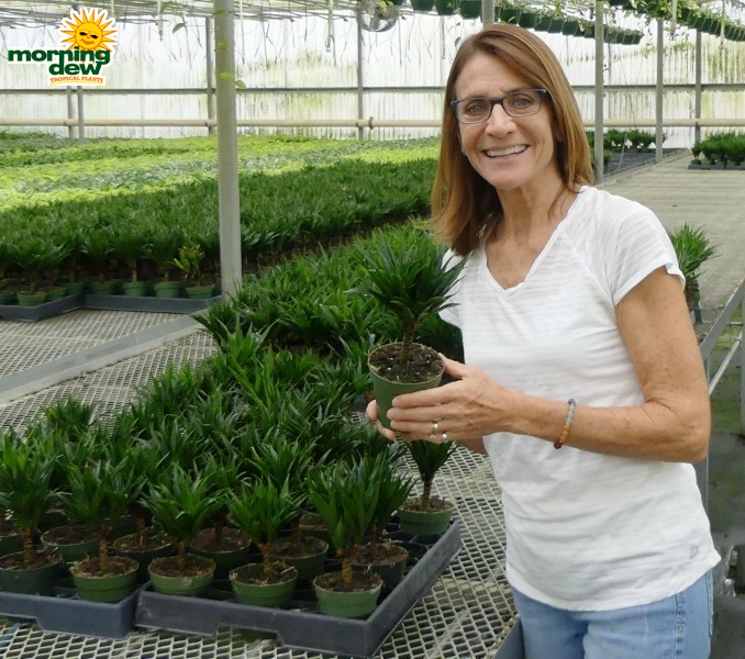 Dracaena - Morning Dew Tropical Plants