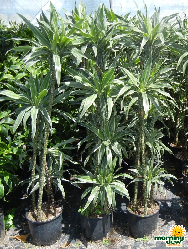 Plants - Morning Dew Tropical Plants