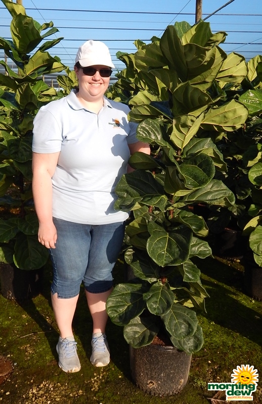 Ficus - Morning Dew Tropical Plants