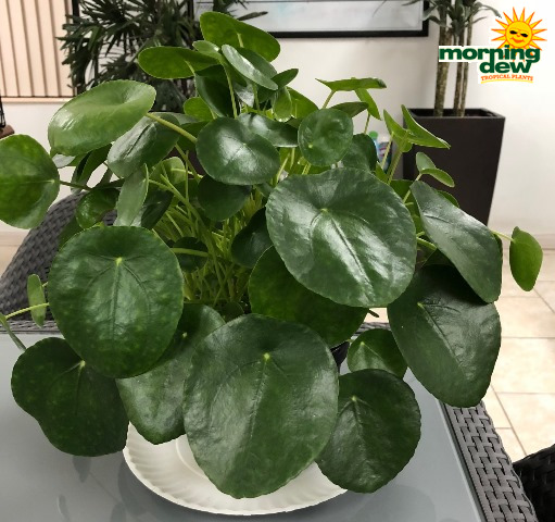 Pilea - Morning Dew Tropical Plants
