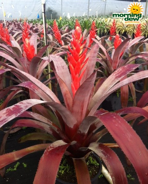 Bromeliad - Morning Dew Tropical Plants