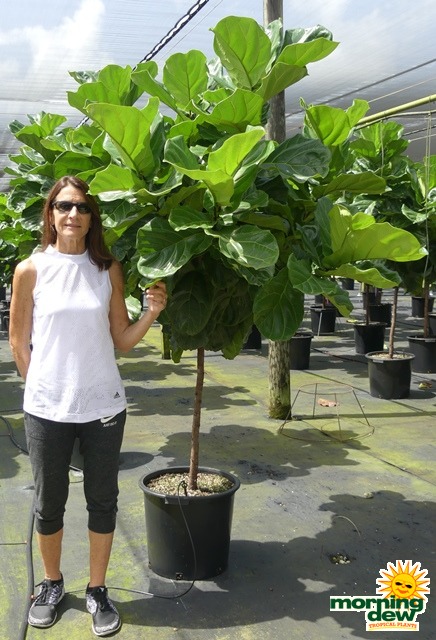 Ficus Lyrata Std 17 in - Morning Dew Tropical Plants