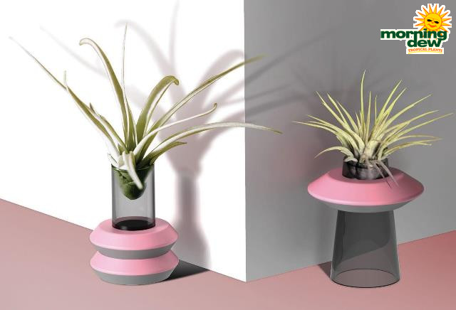 LiveTrends - Morning Dew Tropical Plants