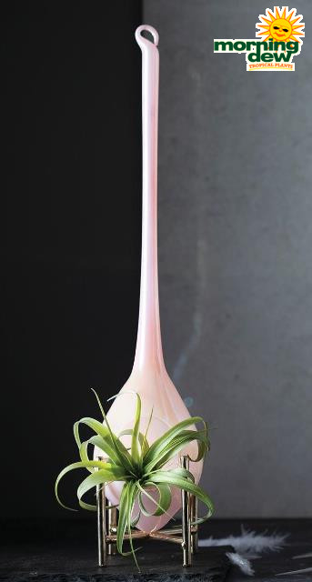 LiveTrends - Morning Dew Tropical Plants