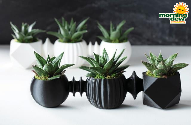 LiveTrends - Morning Dew Tropical Plants