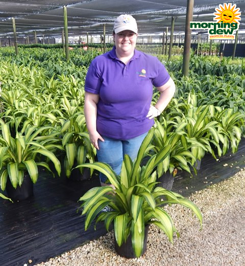 Dracaena - Morning Dew Tropical Plants