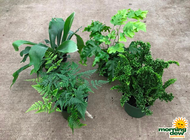 Plants - Morning Dew Tropical Plants