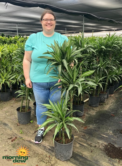 Plants - Morning Dew Tropical Plants