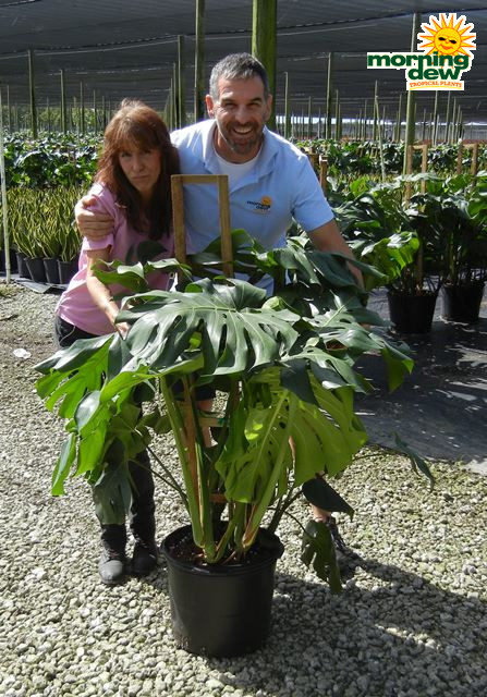 Philodendron - Morning Dew Tropical Plants