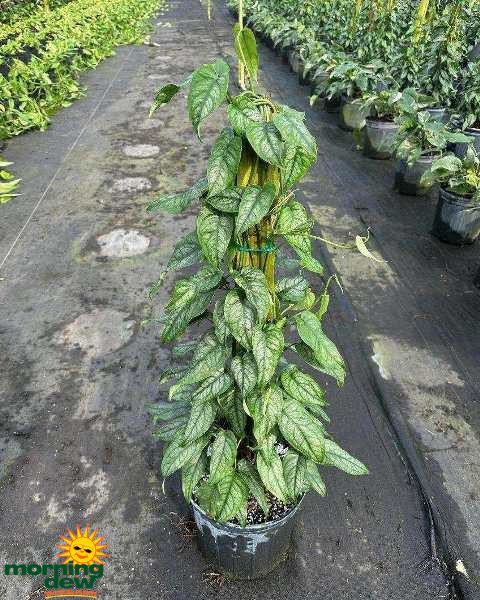 Totem Philo Monstera Siltepecana 10 in - Morning Dew Tropical Plants